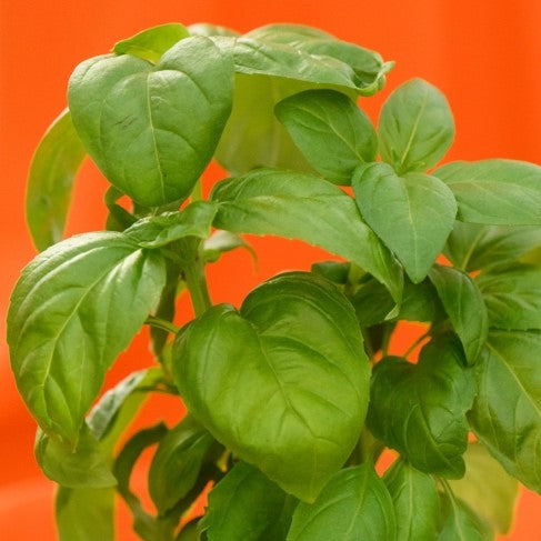 Culinary Essence® – Dutch Heritage Gardens