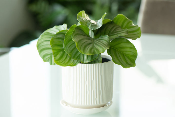 Favorites – Dutch Heritage Gardens