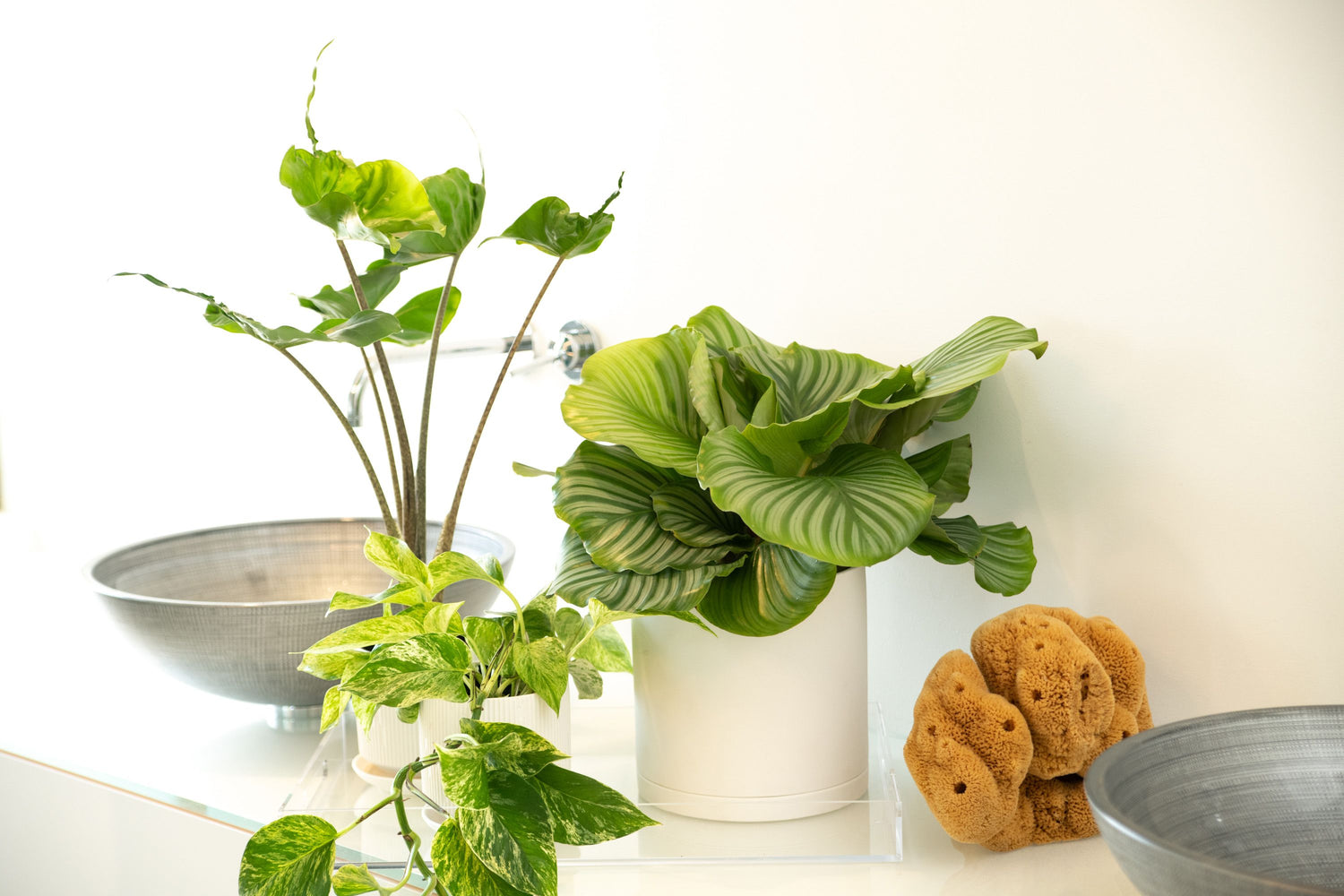 Tropical Foliage – Dutch Heritage Gardens